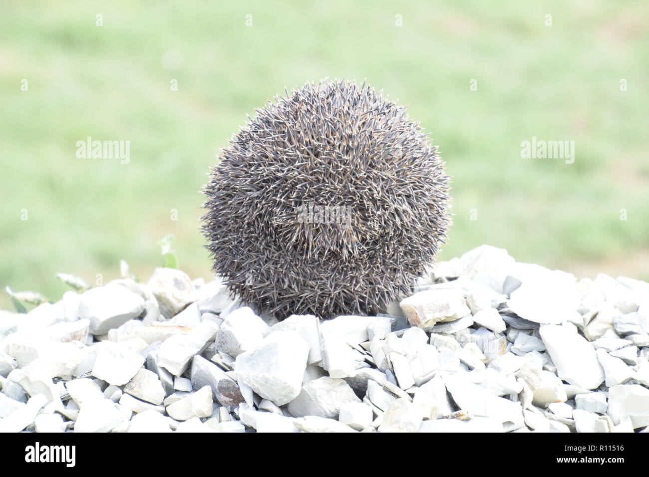 Hedgehog on a pile of rubble. Hedgehog curled up into a ball Stock ...