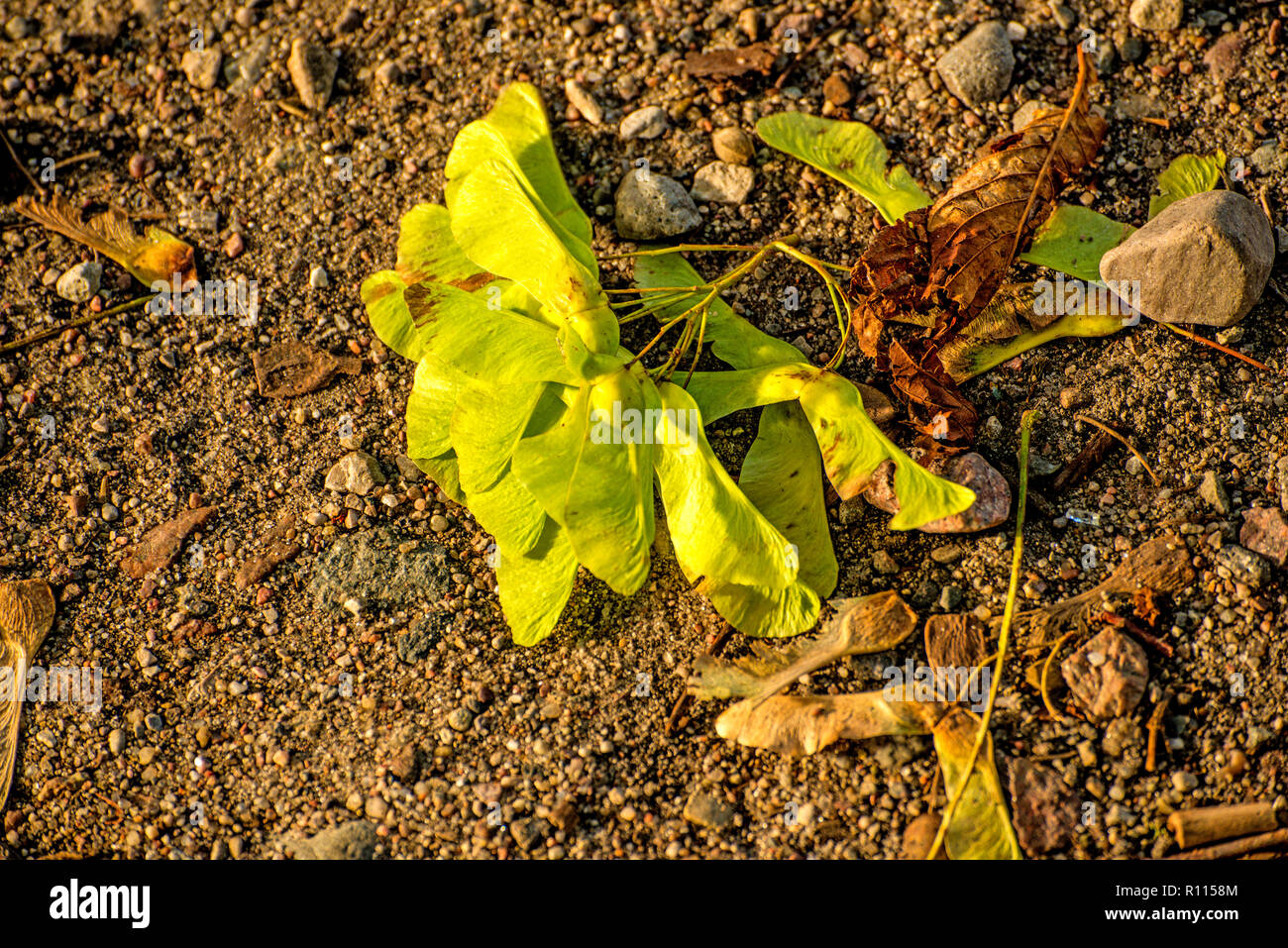 Fallen maple seeds hi-res stock photography and images - Alamy