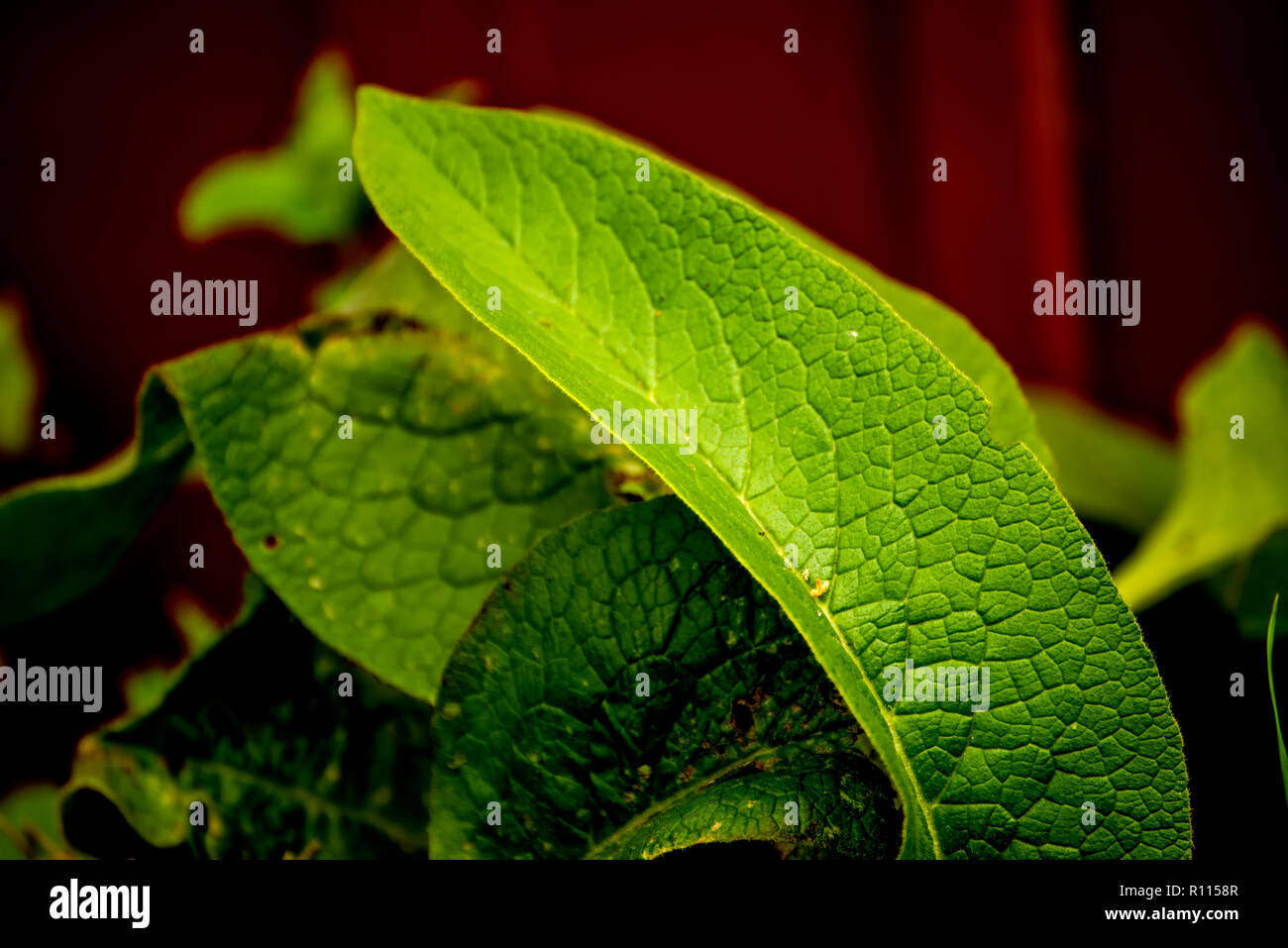 Comfrey leaf hi-res stock photography and images - Alamy