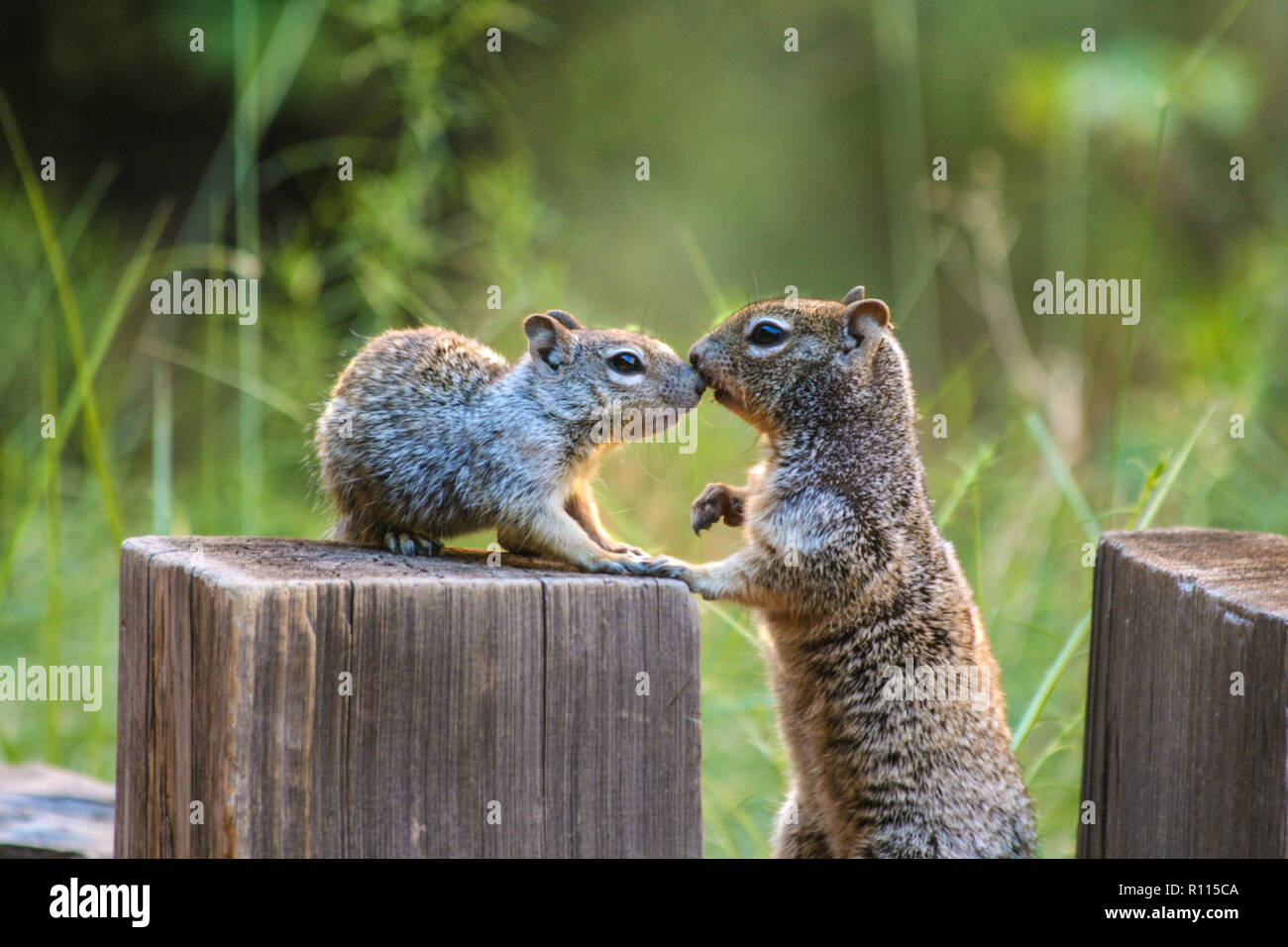 Two squirrels hi-res stock photography and images - Alamy