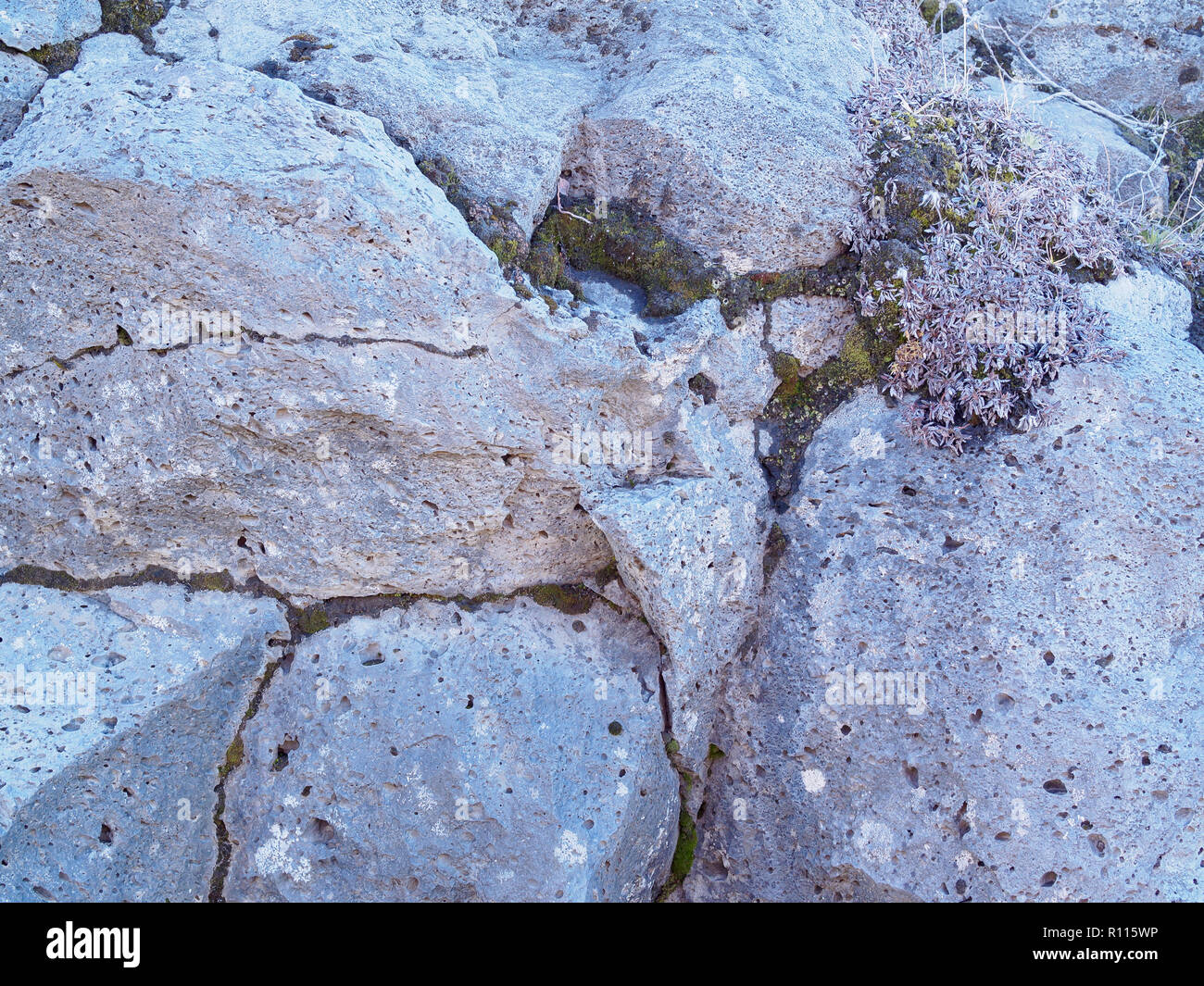 Real vulcanic rock surface with nordic flowers on it background Stock ...
