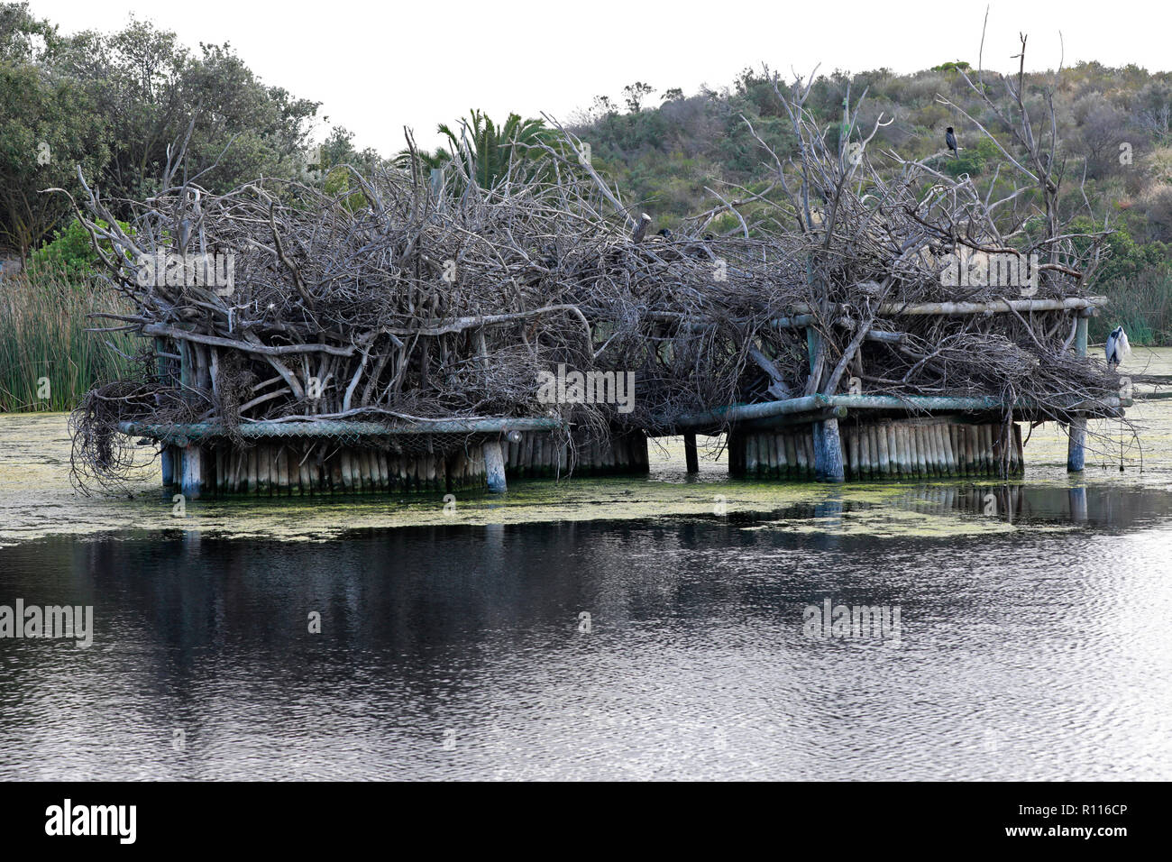 Intaka Island Bird Sanctuary near Cape Town, South Africa Stock Photo ...