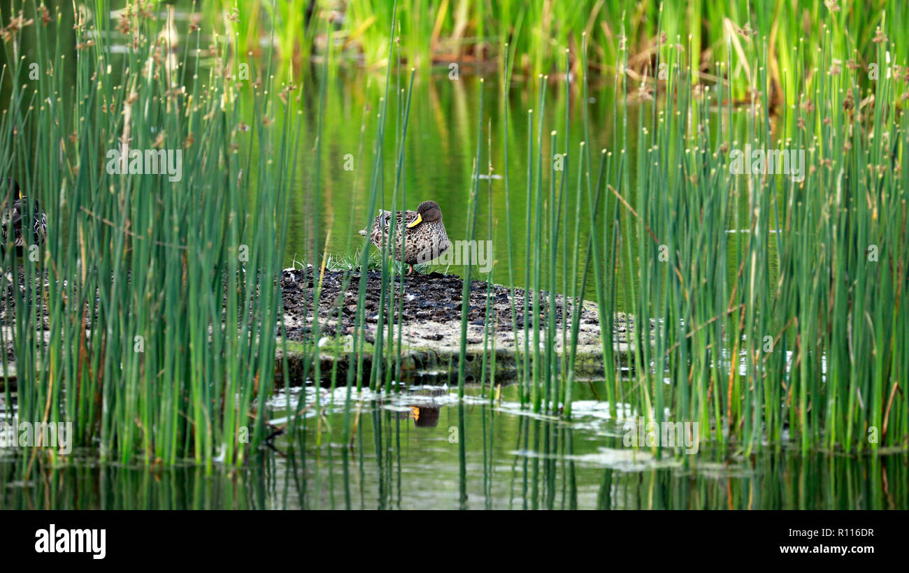 A yellow-billed duck (Anas undulata) at Intaka Bird Sanctuary, Cape ...