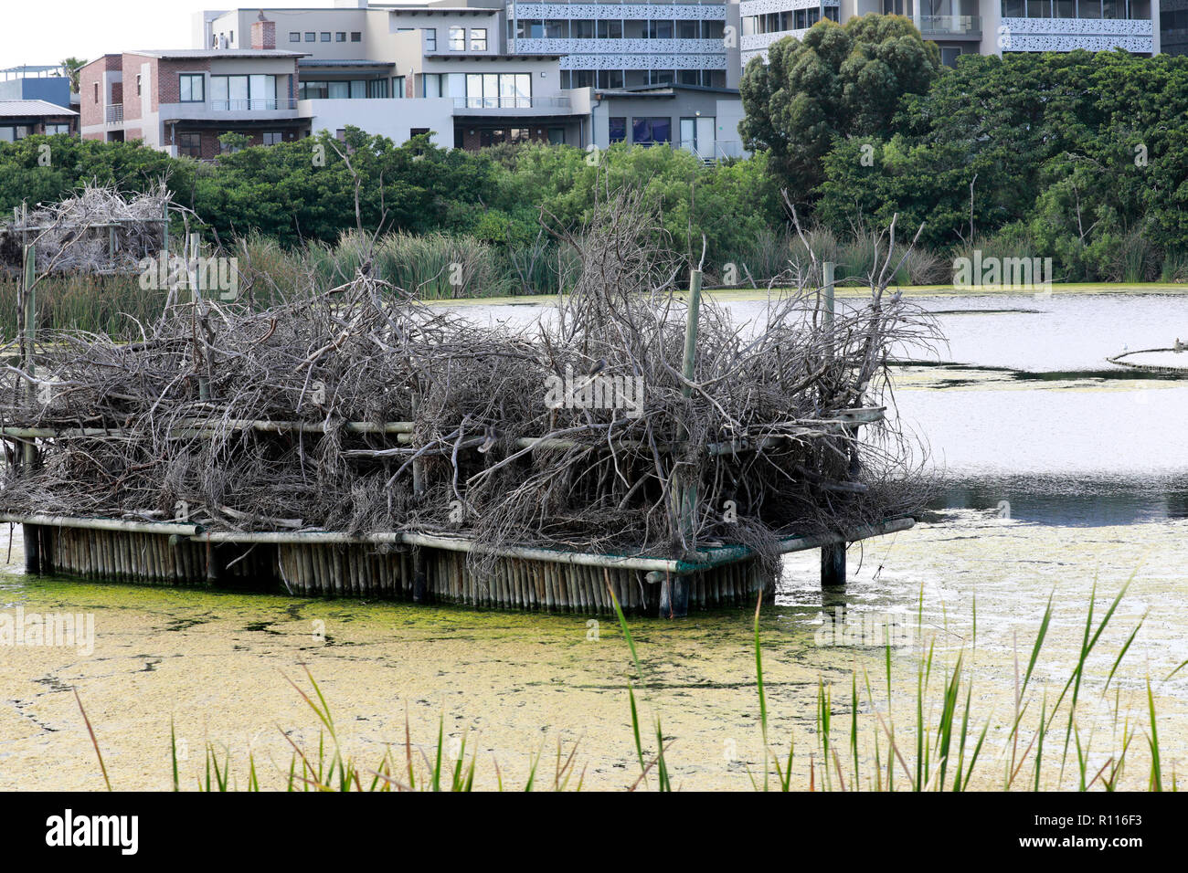 Intaka Island Bird Sanctuary near Cape Town, South Africa Stock Photo ...