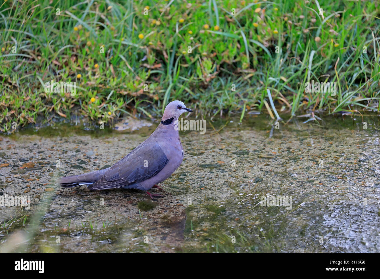 Cape Turtle Dove or Ring Necked Dove (Streptopelia capicola) or half ...