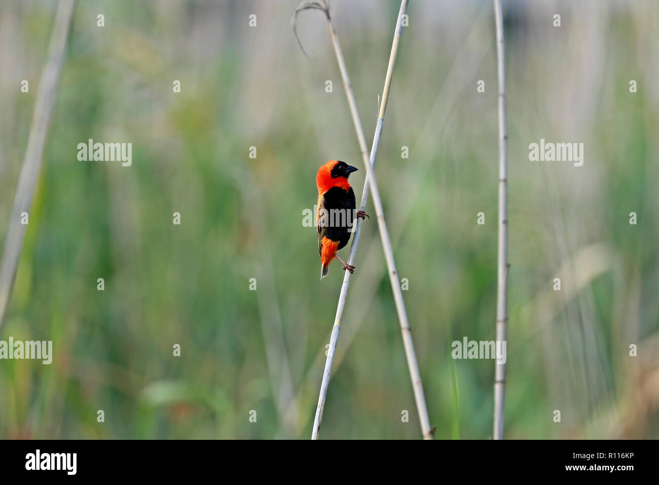 A male southern red bishop or red bishop (Euplectes orix) bird sitting ...