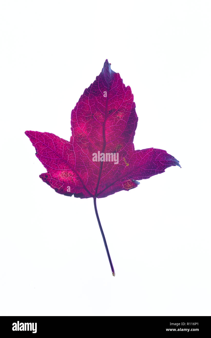 Single Maple Leaf Against a Bright White Background Stock Photo - Alamy