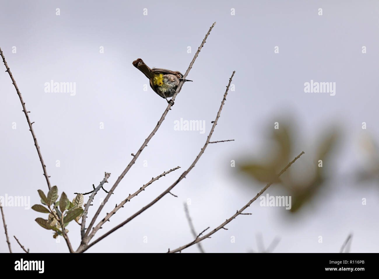 Cape white-eye (Zosterops virens) at Intaka Bird Sanctuary, Cape Town ...