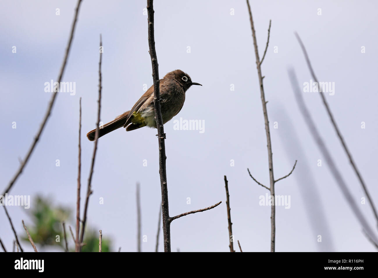 Cape white-eye (Zosterops virens) at Intaka Bird Sanctuary, Cape Town ...