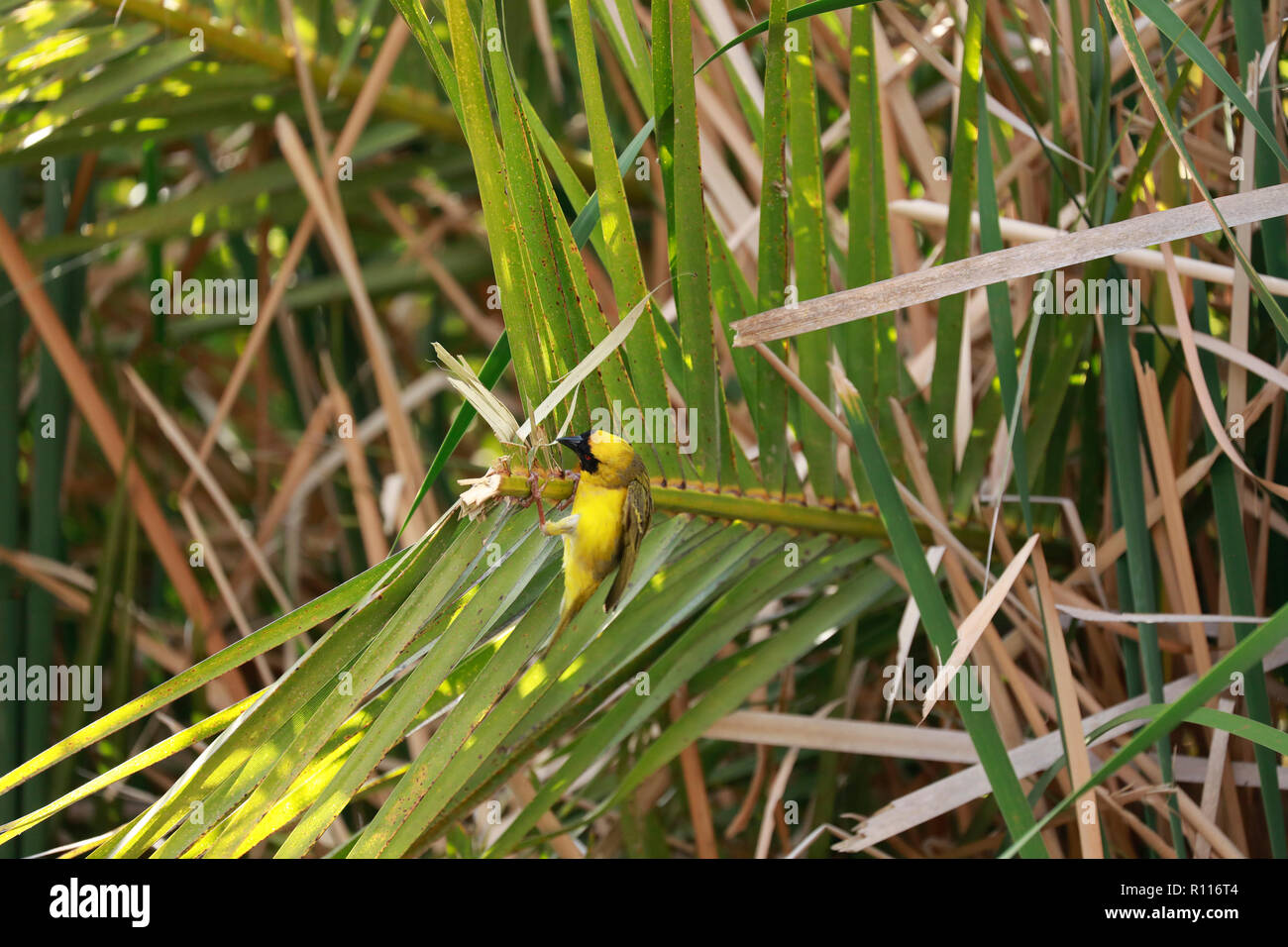 A southern masked weaver or African masked weaver (Ploceus velatus ...