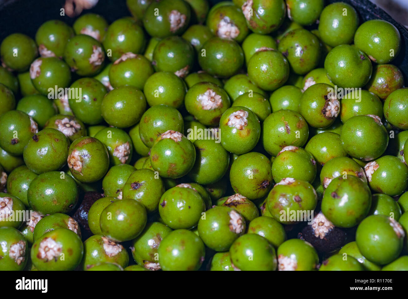 Ripe green acai berries, known as "white acai", not a separate species ...