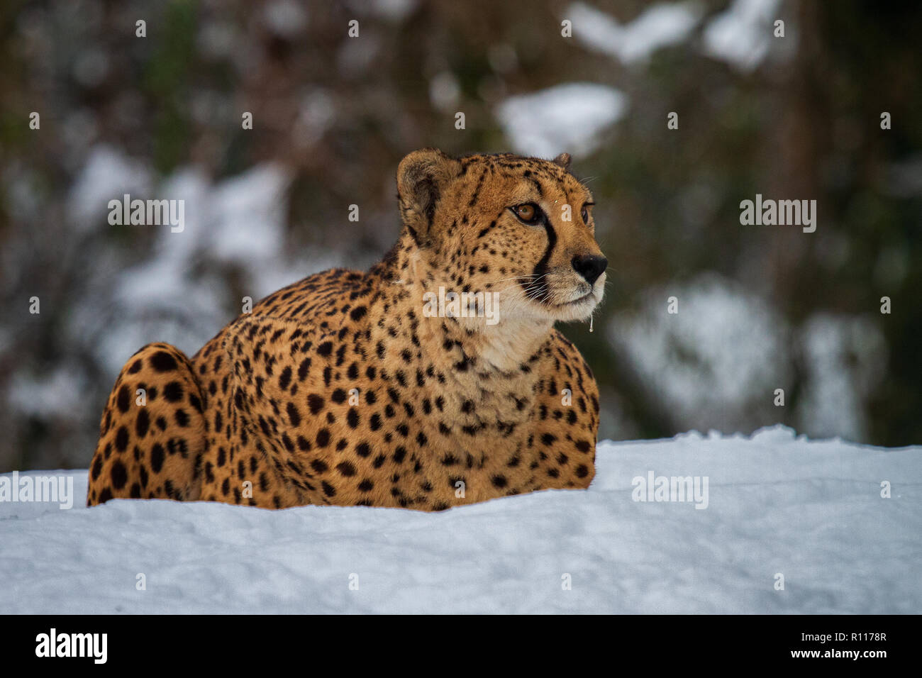 cheetah in the snow Stock Photo - Alamy