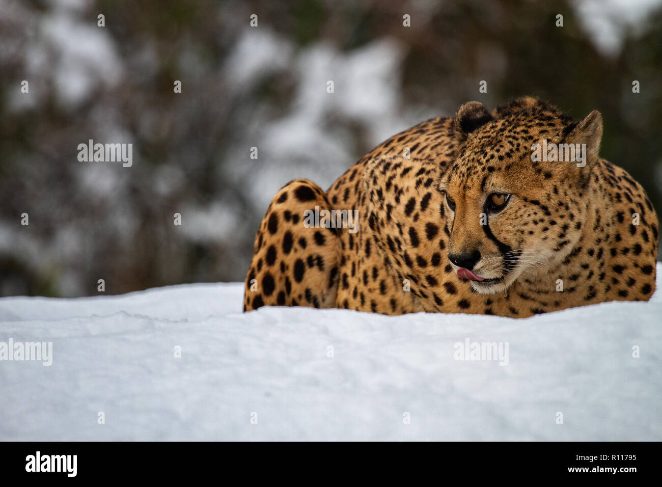 cheetah in the snow Stock Photo - Alamy