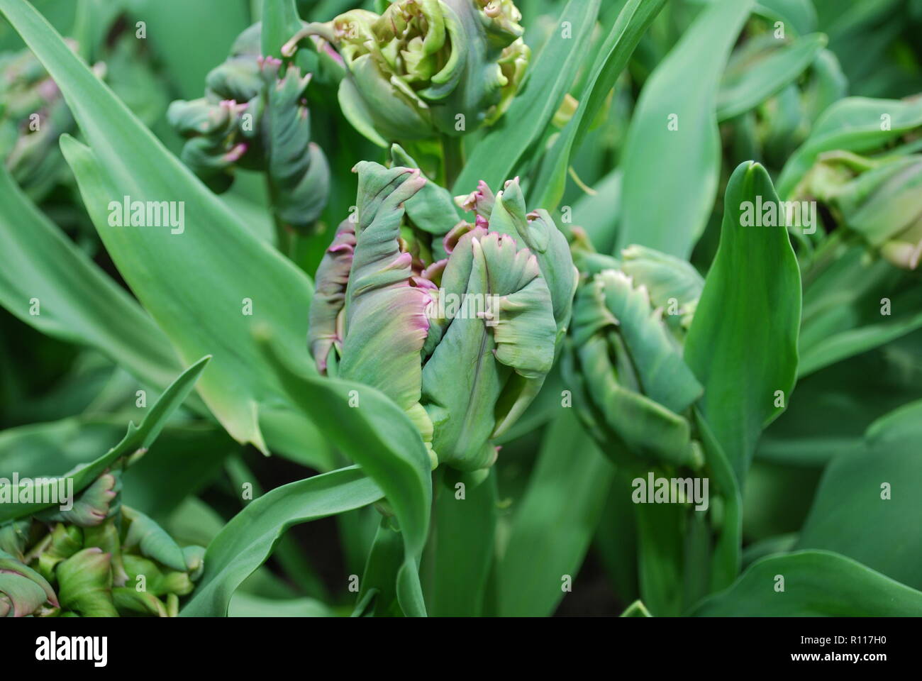 Tulipa Parrot Negrita (Parrot group) grown in the park. Spring time in ...