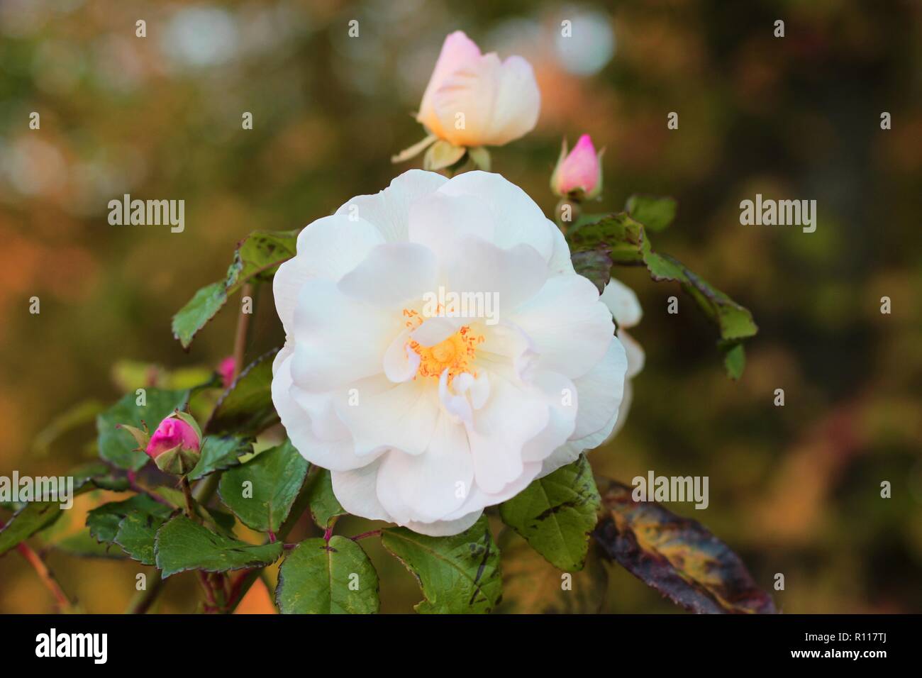 White scottish rose hi-res stock photography and images - Alamy