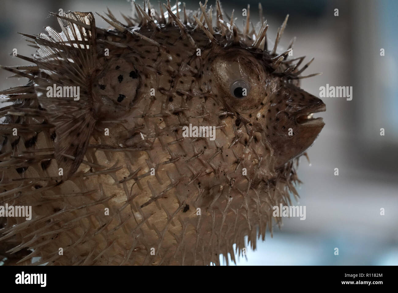 puffer fish objects for sale in a shop Stock Photo - Alamy