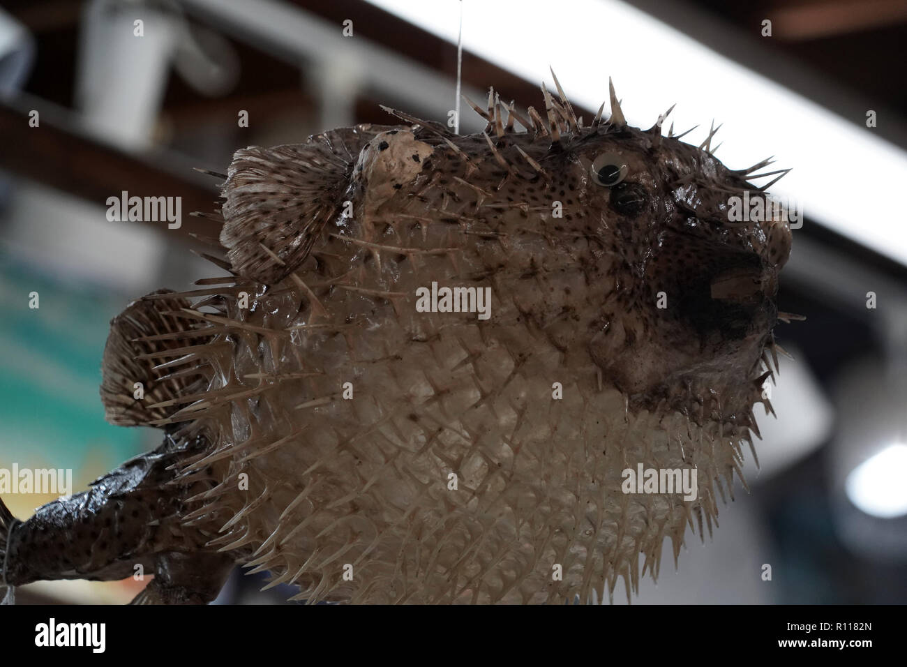 Dried puffer fish hi-res stock photography and images - Alamy