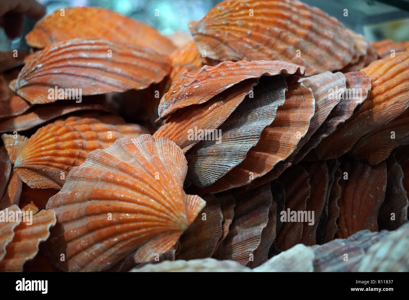 shell and marine life objects for sale in a shop Stock Photo - Alamy