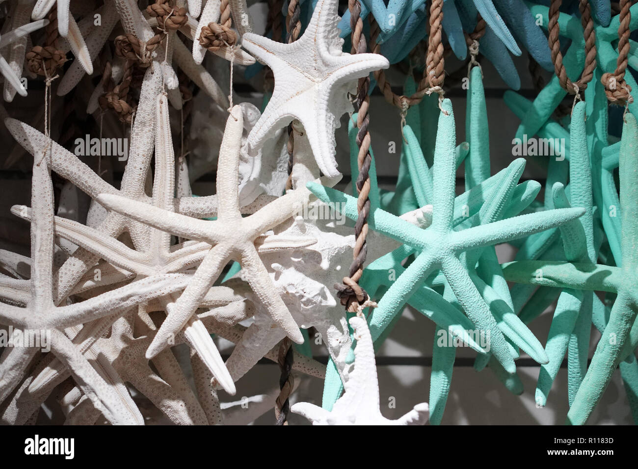 many colors sea stars in a shop objects for sale in a shop Stock Photo ...