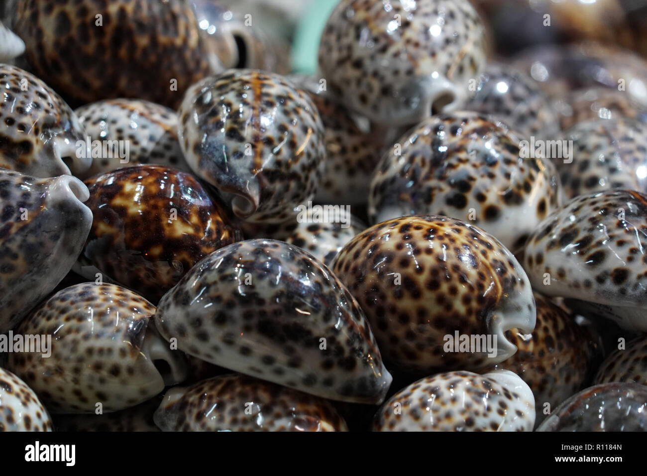 shell and marine life objects for sale in a shop Stock Photo - Alamy