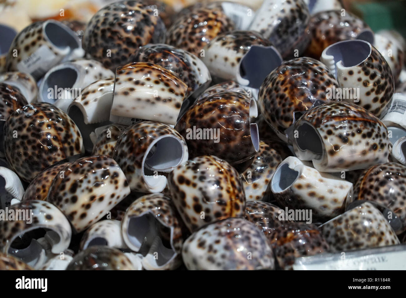 shell and marine life objects for sale in a shop Stock Photo - Alamy
