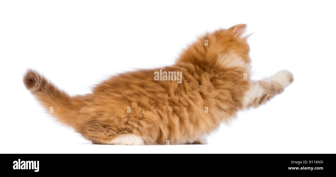 Side view of a British Longhair kitten, 2 months old, playing in front ...