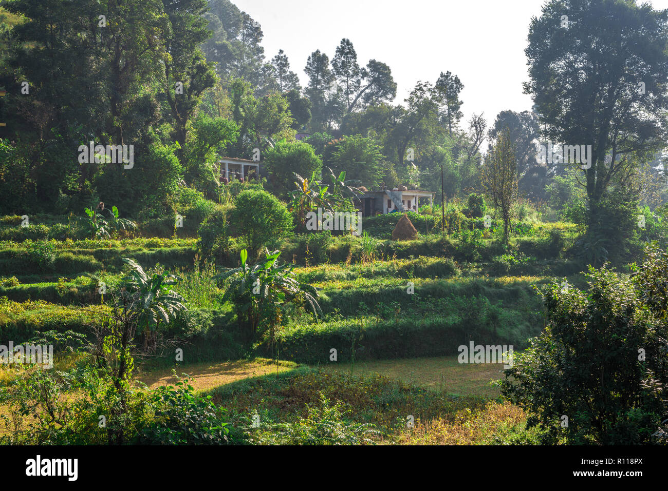 Step Farming in Uttrakhand Stock Photo - Alamy