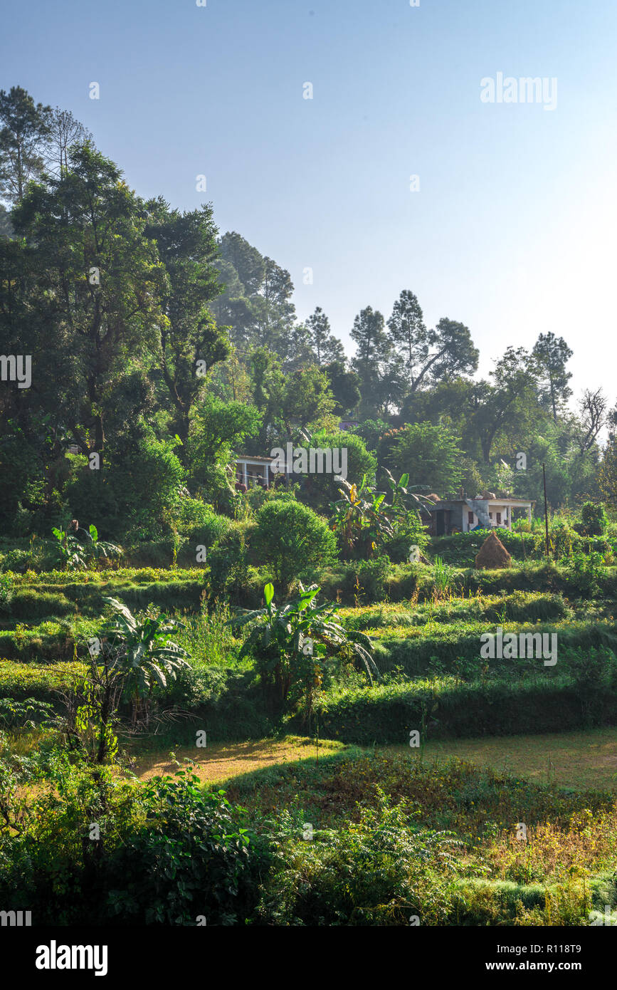 Farming in Uttrakhand, India Stock Photo - Alamy