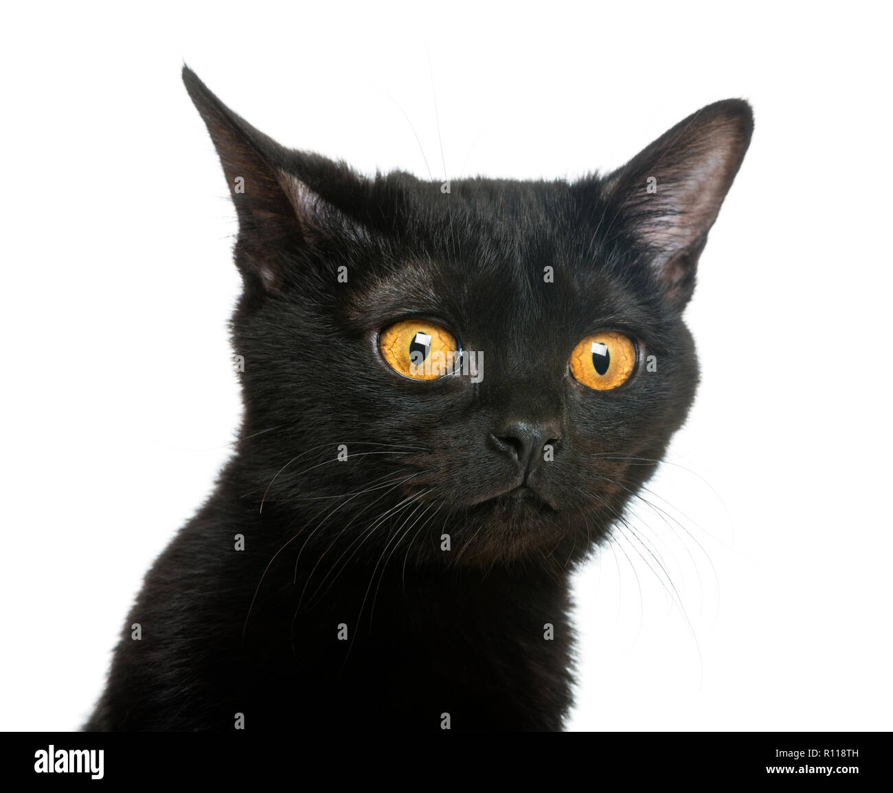 British bombay cat hi-res stock photography and images - Alamy