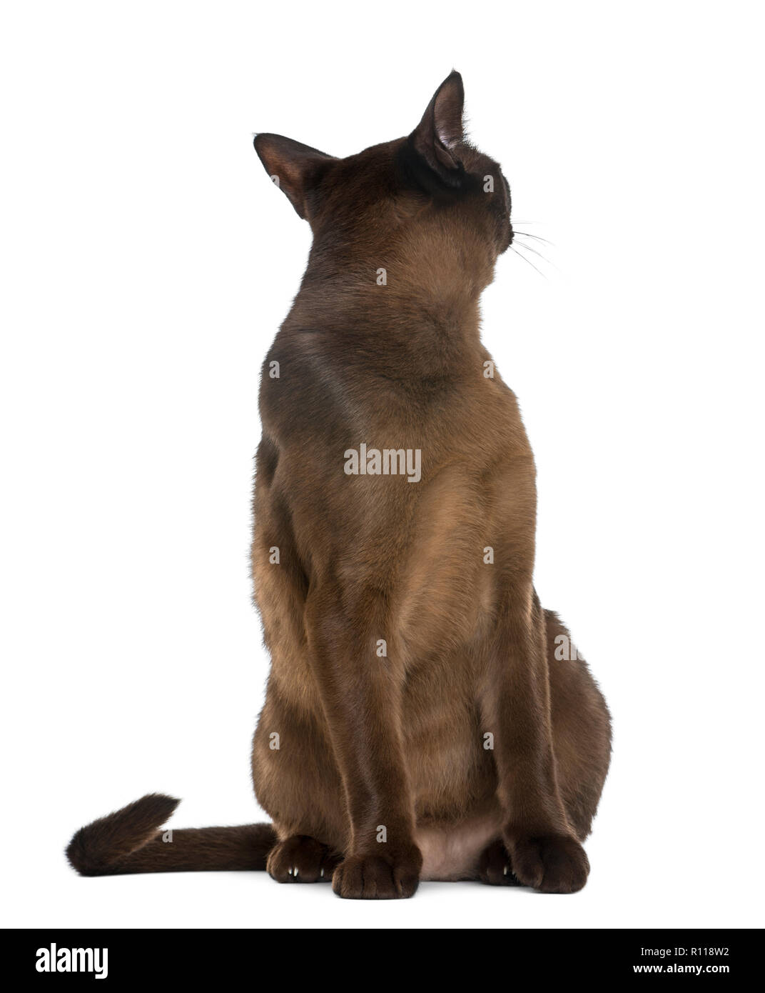 American bombay cat hi-res stock photography and images - Alamy