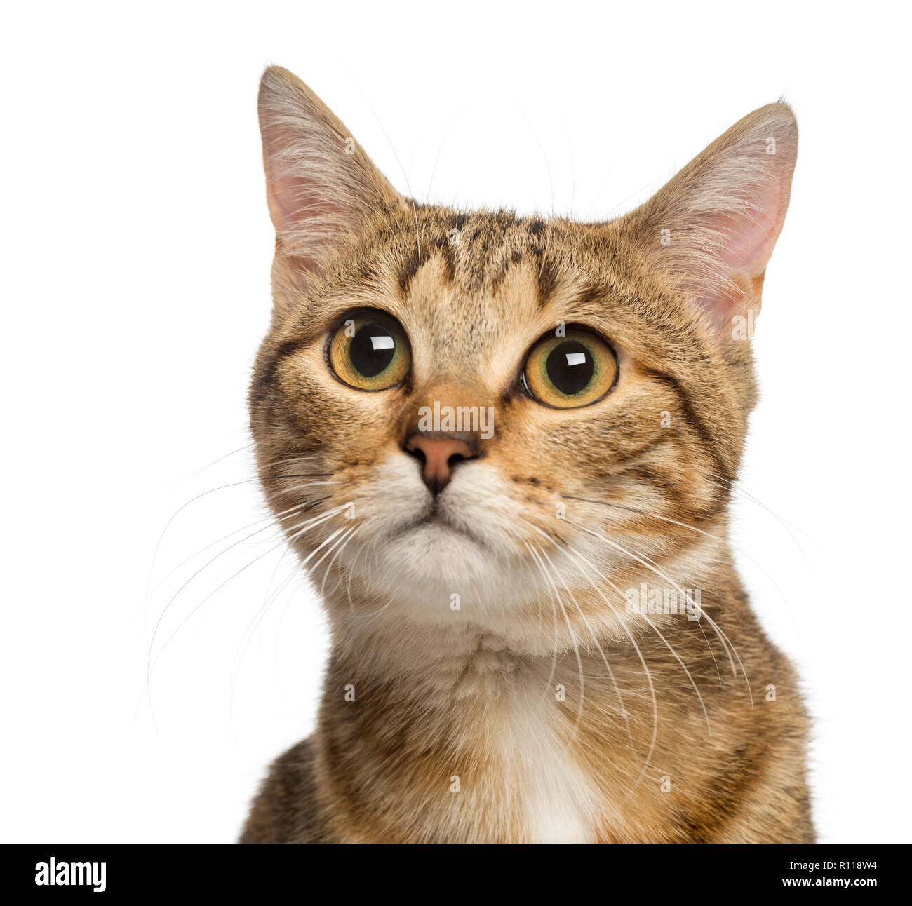 Cat headshot hi-res stock photography and images - Alamy