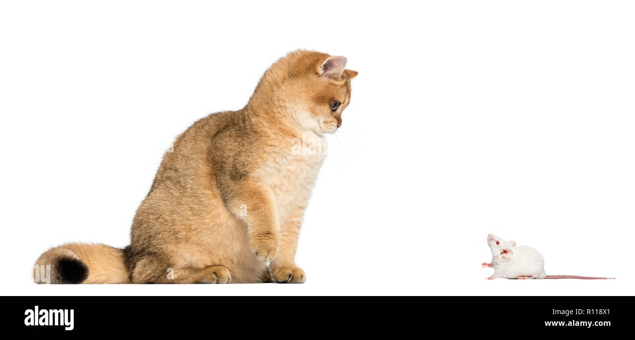 Cat mouse sitting hi-res stock photography and images - Alamy