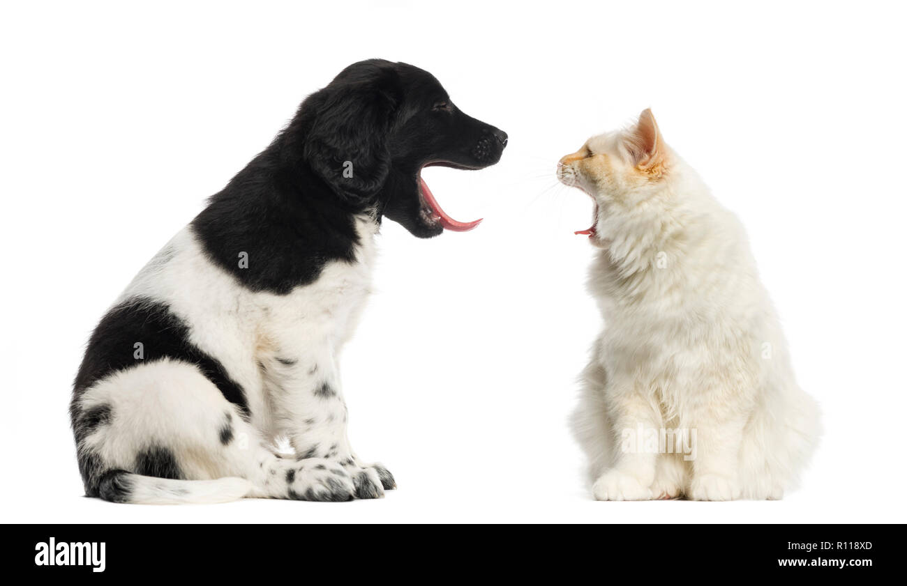 Maine Coon and Stabyhoun yawning at each other Stock Photo - Alamy