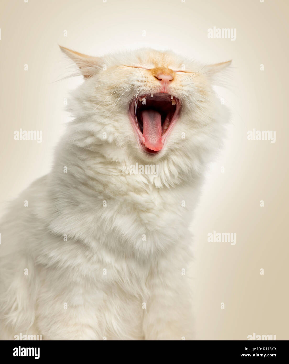 Screaming shouting singing yelling hi-res stock photography and images ...