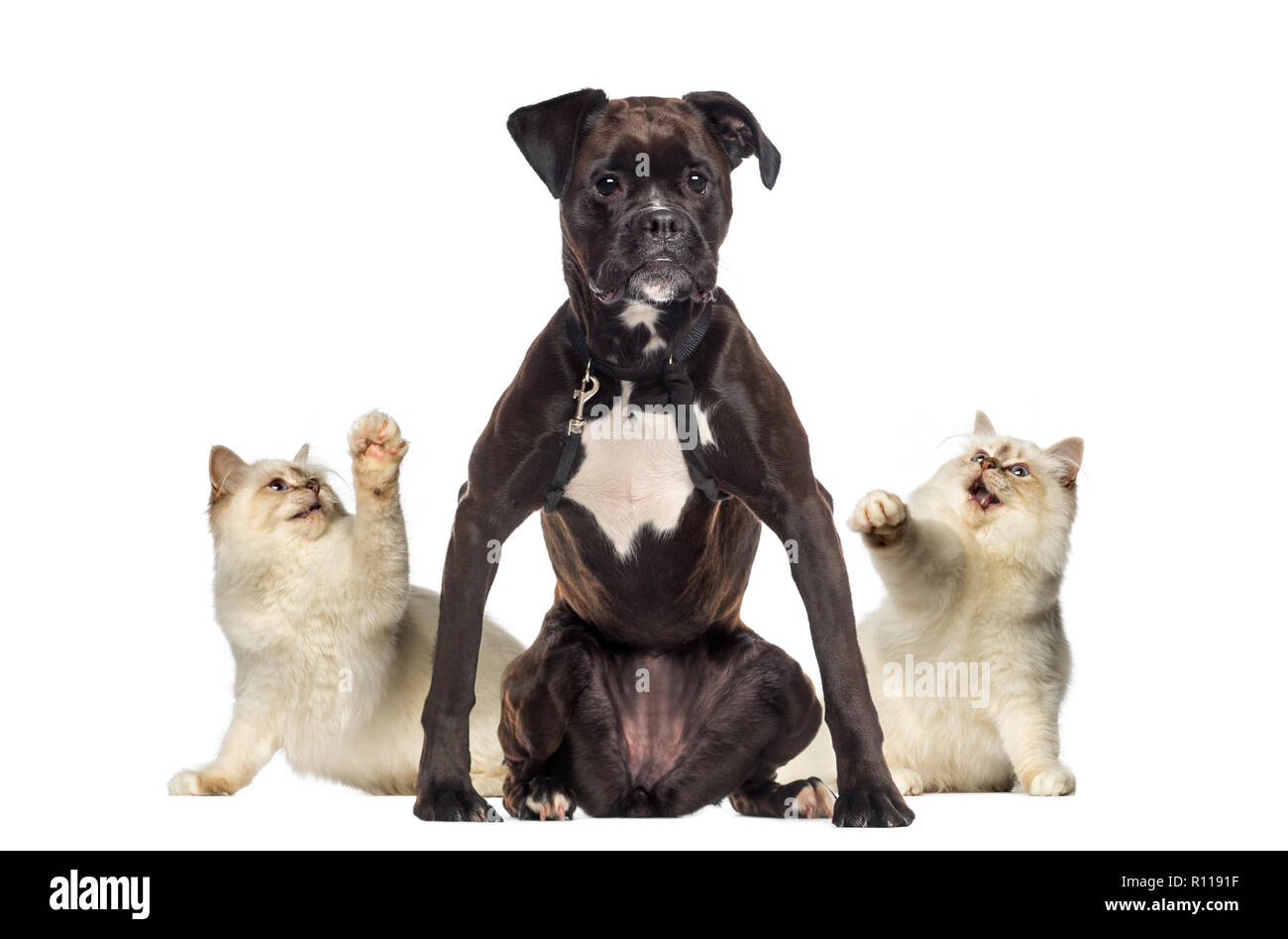 Do Boxers Get Along With Cats