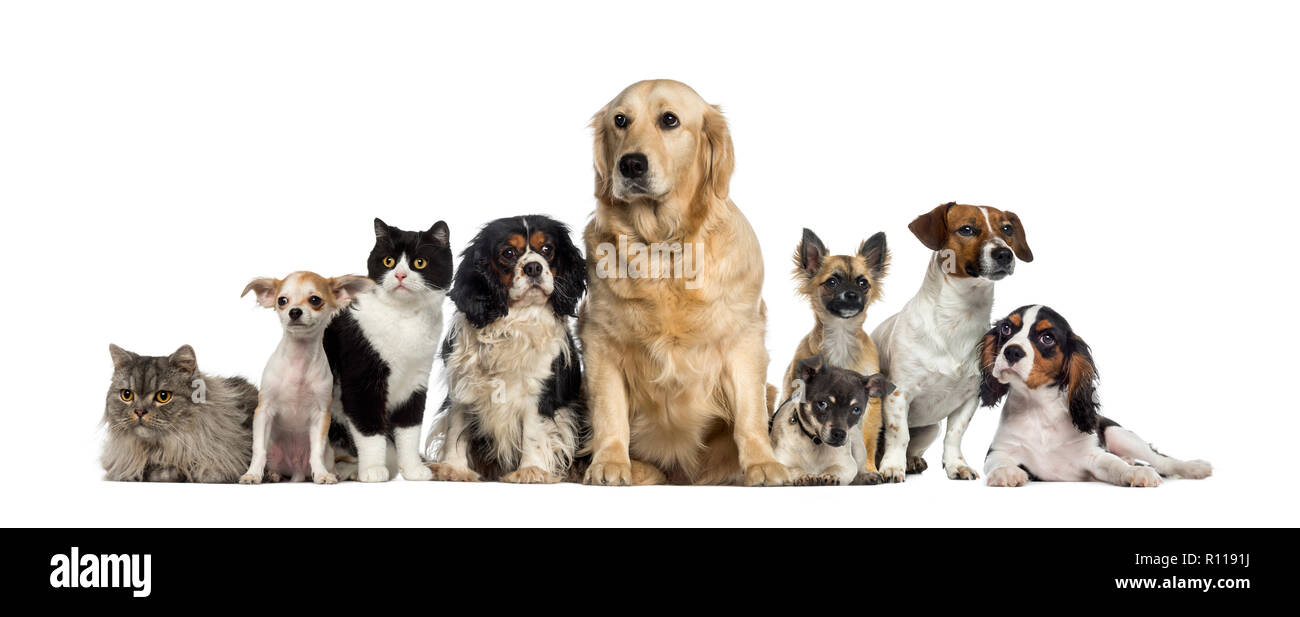 Group Of Dogs And Cats