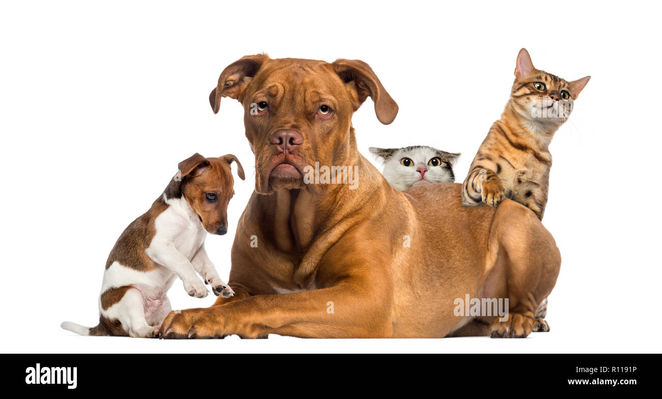 Cats and puppy playing and hiding behind a Dogue de Bordeaux Stock ...