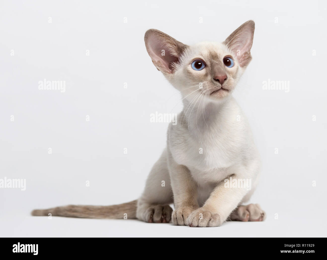 oriental shorthair kitten Stock Photo - Alamy