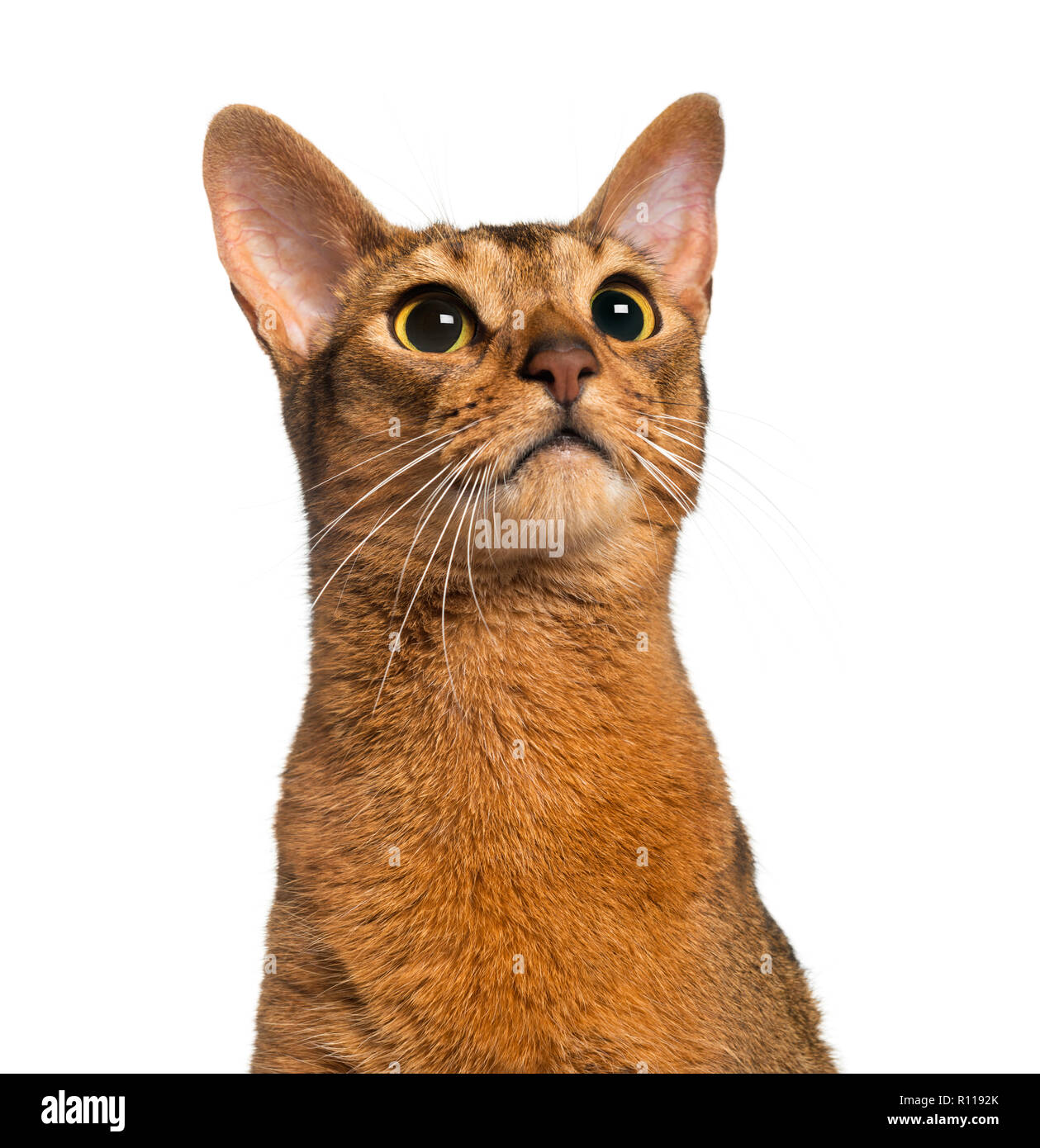 Abyssinian (2 years old), isolated on white Stock Photo - Alamy