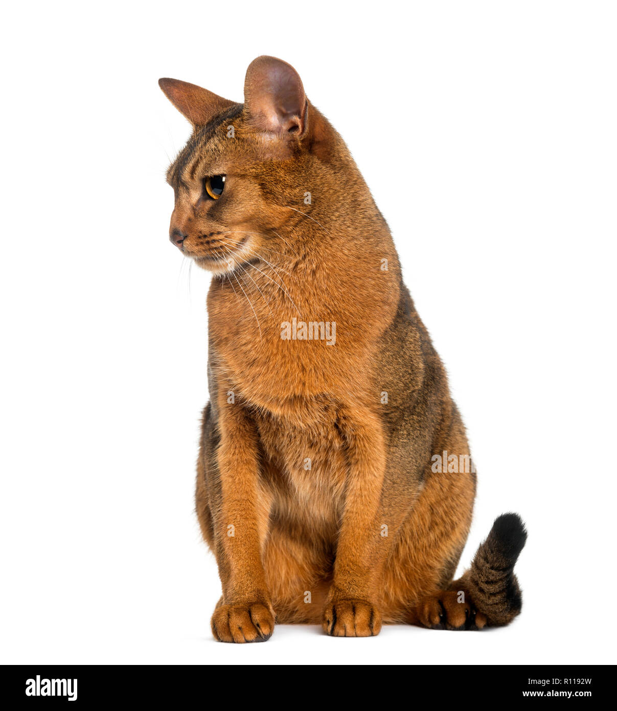 Abyssinian, sitting (2 years old), isolated on white Stock Photo - Alamy