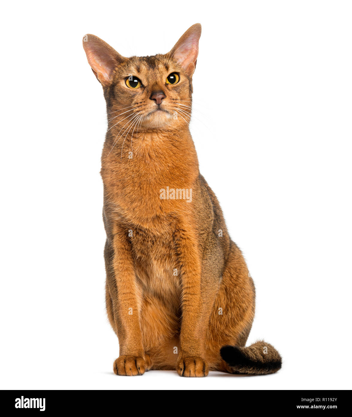 Abyssinian, sitting (2 years old), isolated on white Stock Photo - Alamy