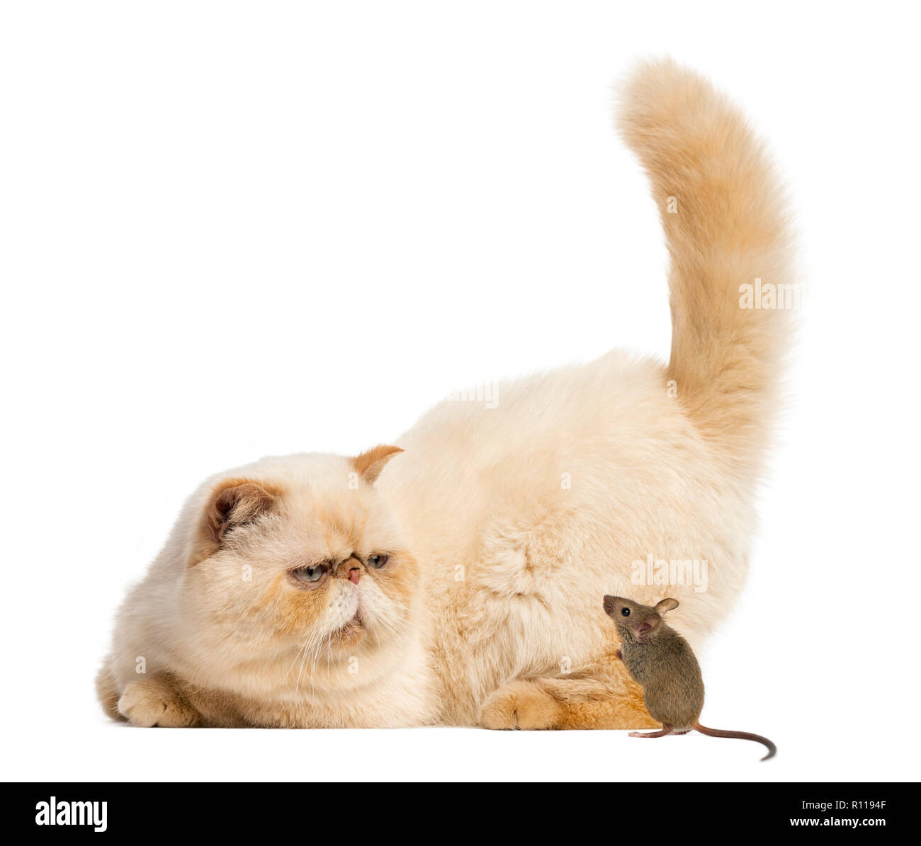Persian staring at a mouse in front of a white background Stock Photo ...