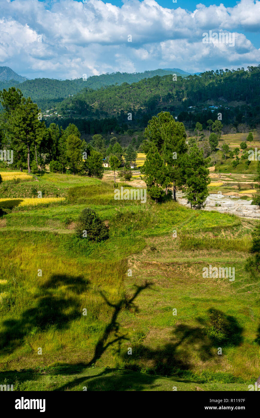 Forest Landscape of Khaliya Top Trek in Munsyari, Uttrakhand, India ...