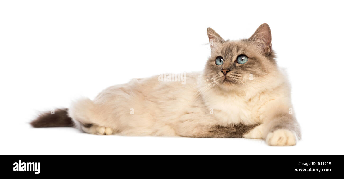 Birman lying and looking up against white background Stock Photo - Alamy
