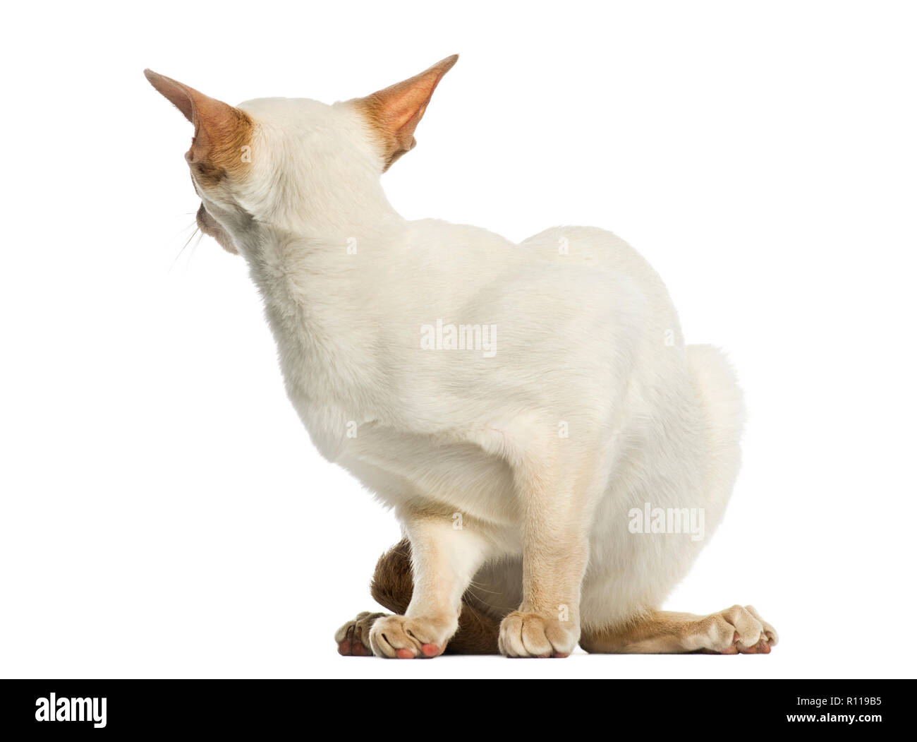 Siamese cat hiding, looking back, 8 months old, isolated on white Stock ...
