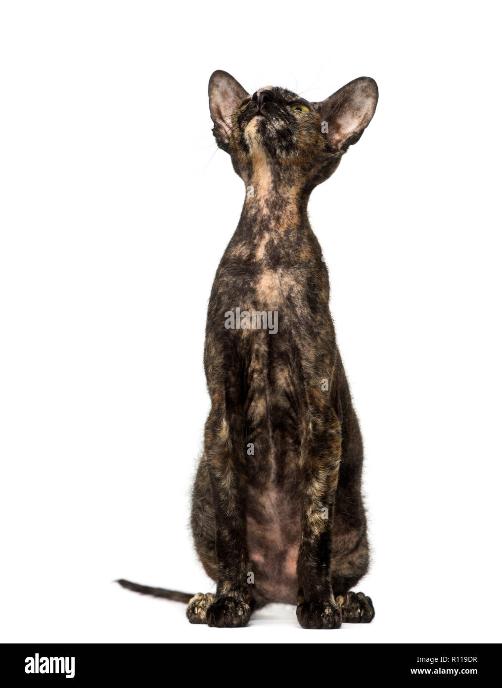 Peterbald hi-res stock photography and images - Alamy