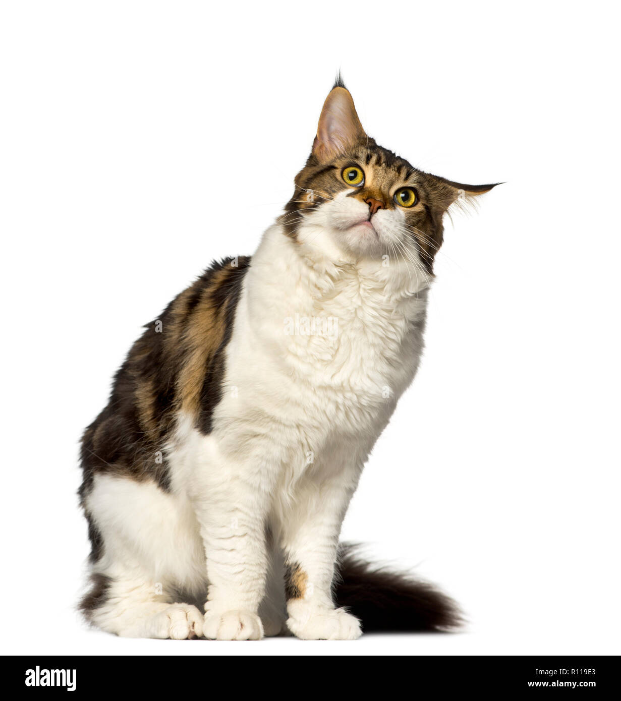 Maine Coon sitting and looking up Stock Photo - Alamy