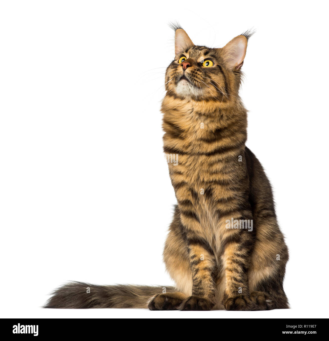 Maine Coon sitting and looking up Stock Photo - Alamy