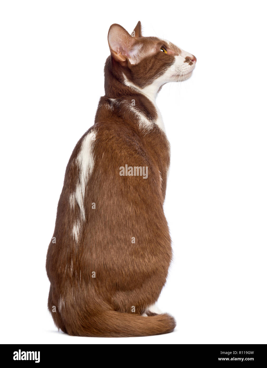 Cat Rear View Sitting High Resolution Stock Photography and Images - Alamy