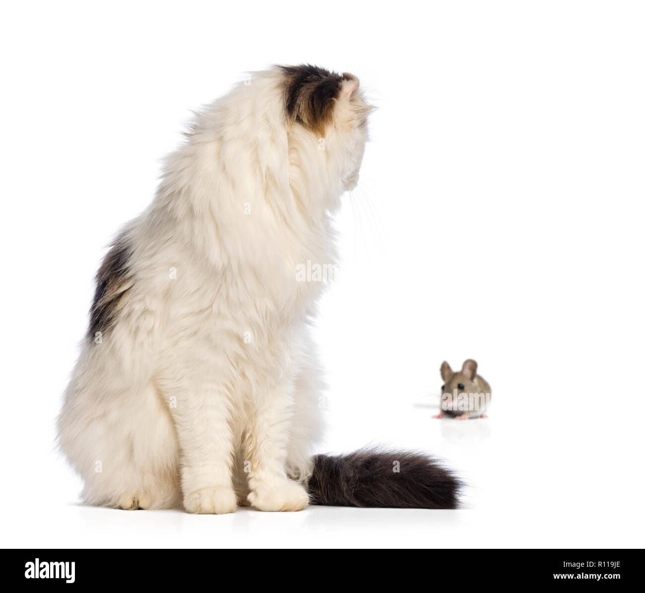 American Curl sitting and looking backwards at a mouse, isolated on ...